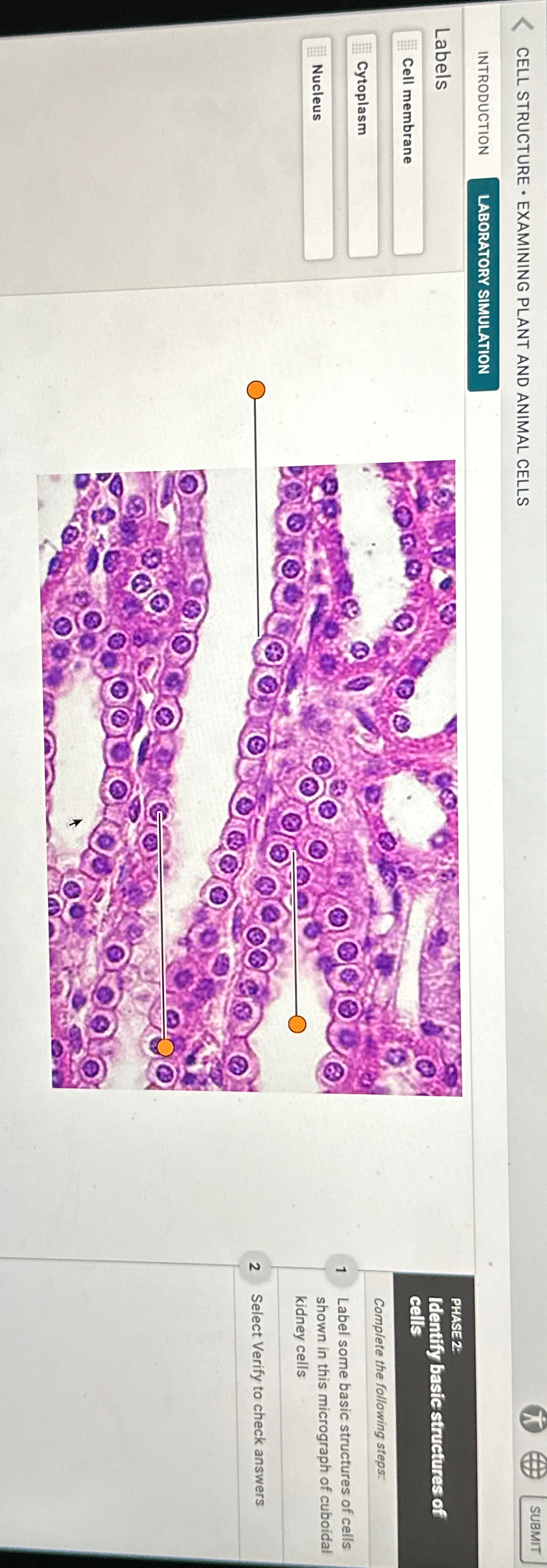 Solved CELL STRUCTURE * ﻿EXAMINING PLANT AND ANIMAL | Chegg.com