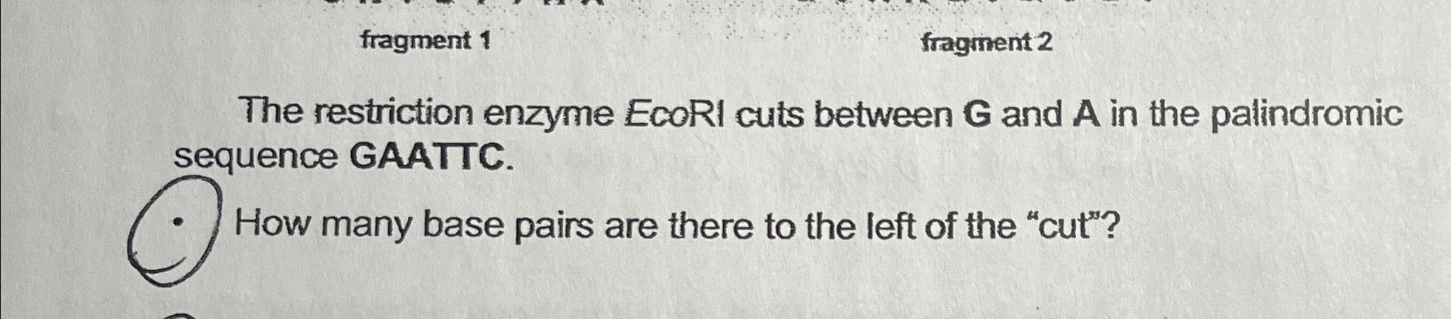 Solved fragment 1fragment 2The restriction enzyme EcoRl cuts | Chegg.com