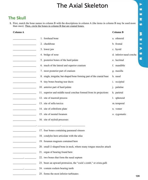 Solved The Axial Skeleton SHEET REVIEW The Skull 1. First, | Chegg.com