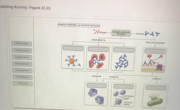 Solved Labeling Activity: Figure 21.15 Adaptive defenses | Chegg.com