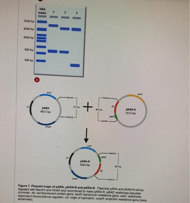 Solved DNA ladder 5500 bp 4000 bp 3000 bp 800 bp 400 bp - + | Chegg.com