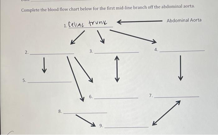 Solved Comnlete the blood flow chart below for the first | Chegg.com