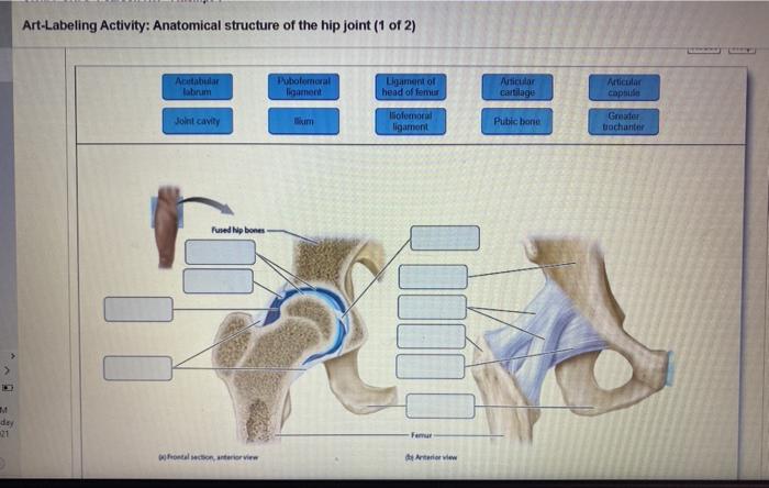 Solved Art-Labeling Activity: Anatomical structure of the | Chegg.com