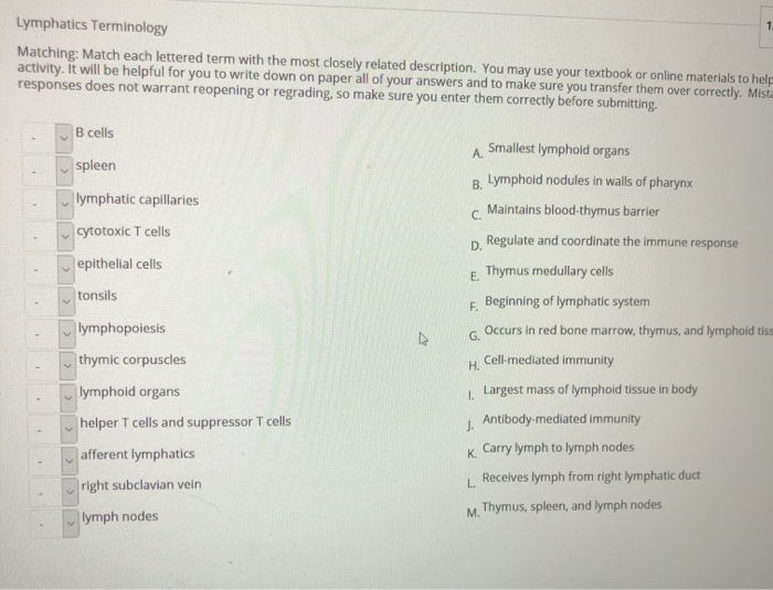 Solved 1 Lymphatics Terminology Matching: Match each | Chegg.com