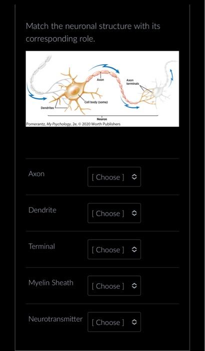 Solved Match the neuronal structure with its corresponding | Chegg.com