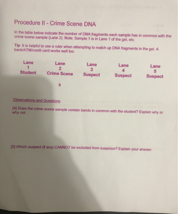 Solved: Procedure II - Crime Scene DNA In The Table Below ... | Chegg.com