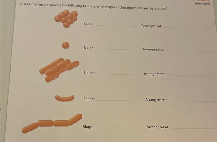 Solved 5 Assume you are viewing the following bacteria. What | Chegg.com