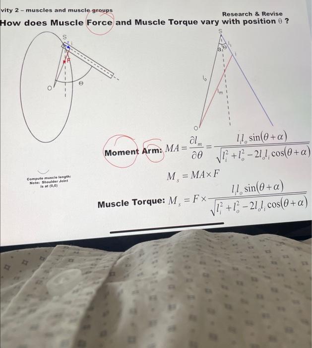 Research \& Revise How does Muscle Force and Muscle | Chegg.com