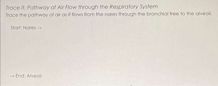 Solved Trace It: Pathway of Air Flow through the Respiratory | Chegg.com