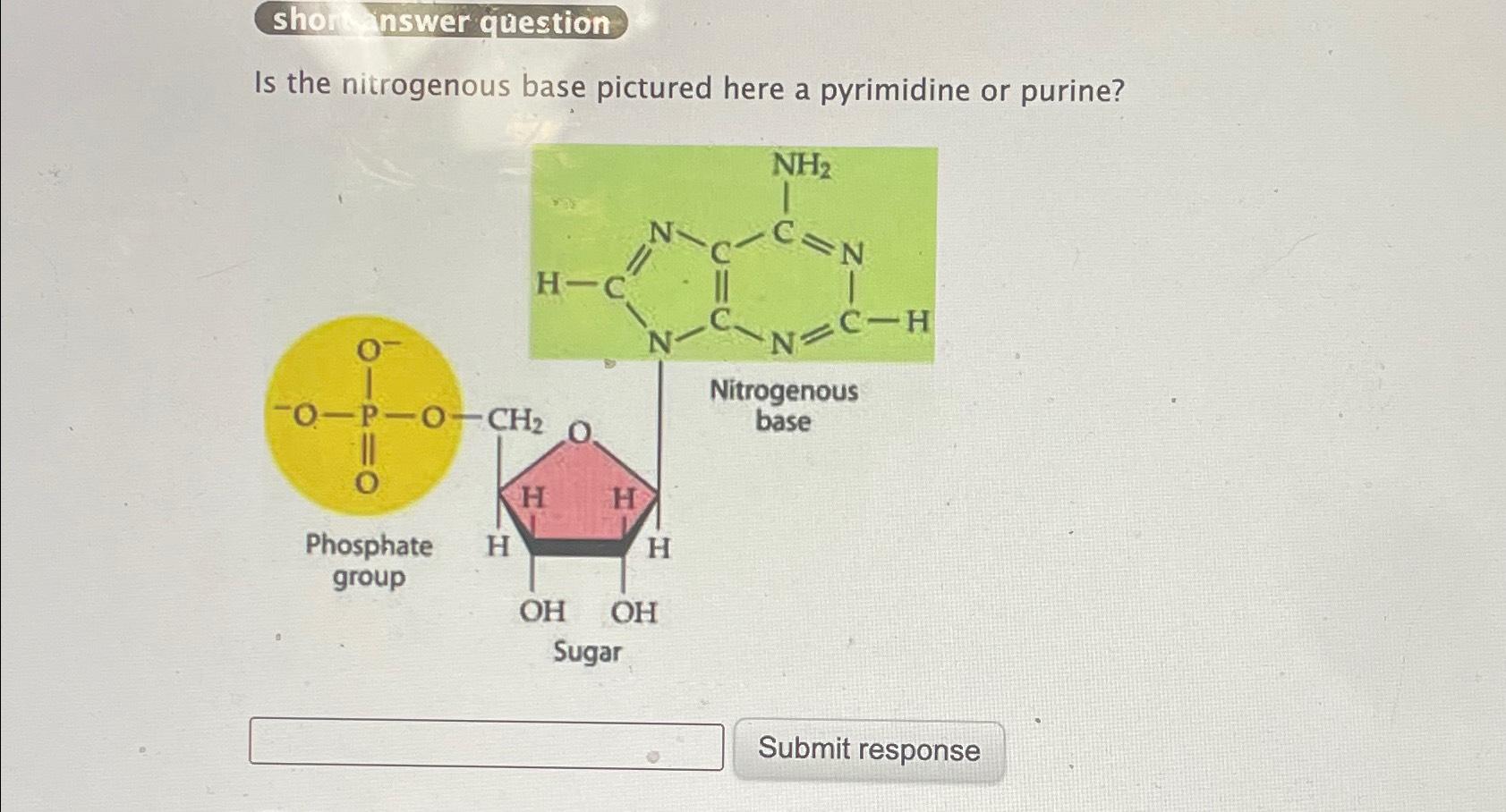 Solved show nswer questionIs the nitrogenous base pictured | Chegg.com