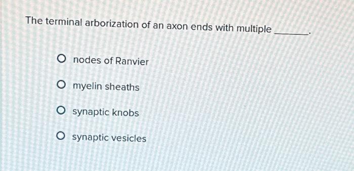 Solved The terminal arborization of an axon ends with | Chegg.com