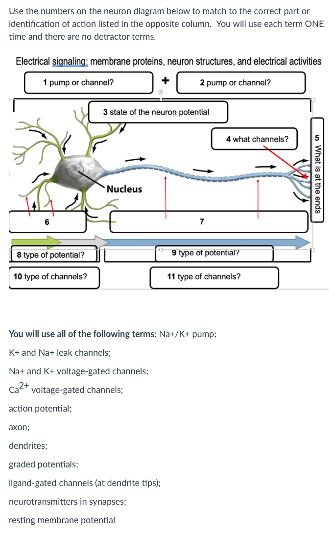 Solved Use the numbers on the neuron diagram below to match | Chegg.com