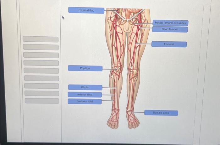 Solved Exercise 22 Review: Blood Vessels | Chegg.com