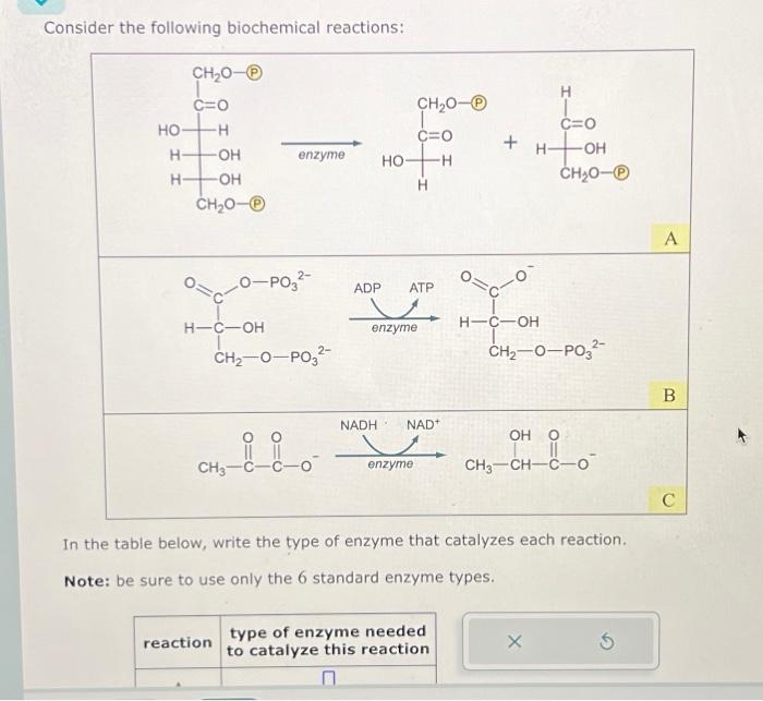 Solved Consider the following biochemical reactions: In the | Chegg.com