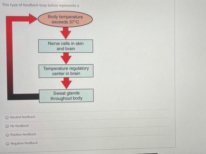 Solved This type of feedback loop below represents a Body | Chegg.com
