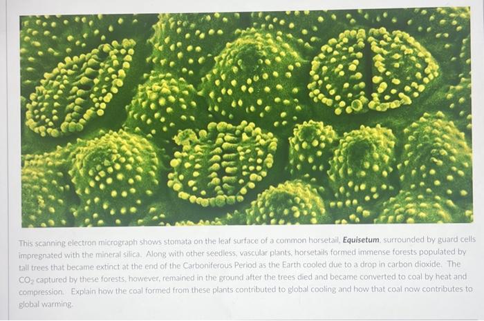 Solved This scanning electron micrograph shows stomata on | Chegg.com