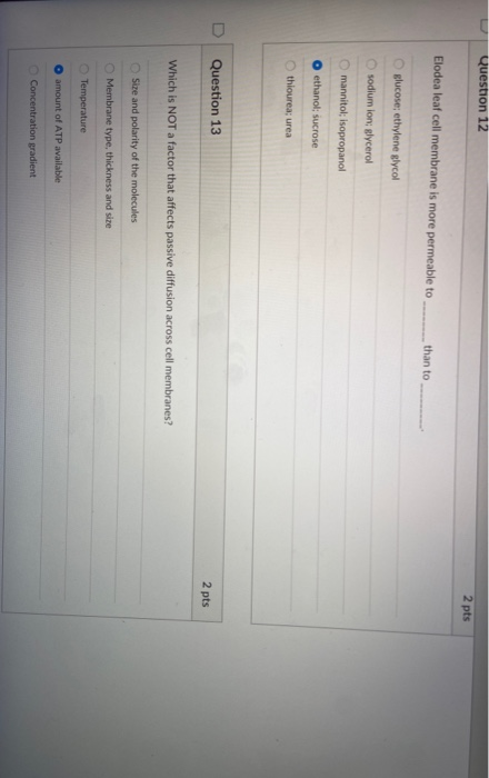 Solved Question 12 2 pts Elodea leaf cell membrane is more | Chegg.com Solved Question 12 2 pts Elodea leaf cell membrane is more | Chegg.com