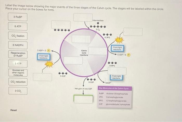 Solved Label the image below showing the major events of the | Chegg.com