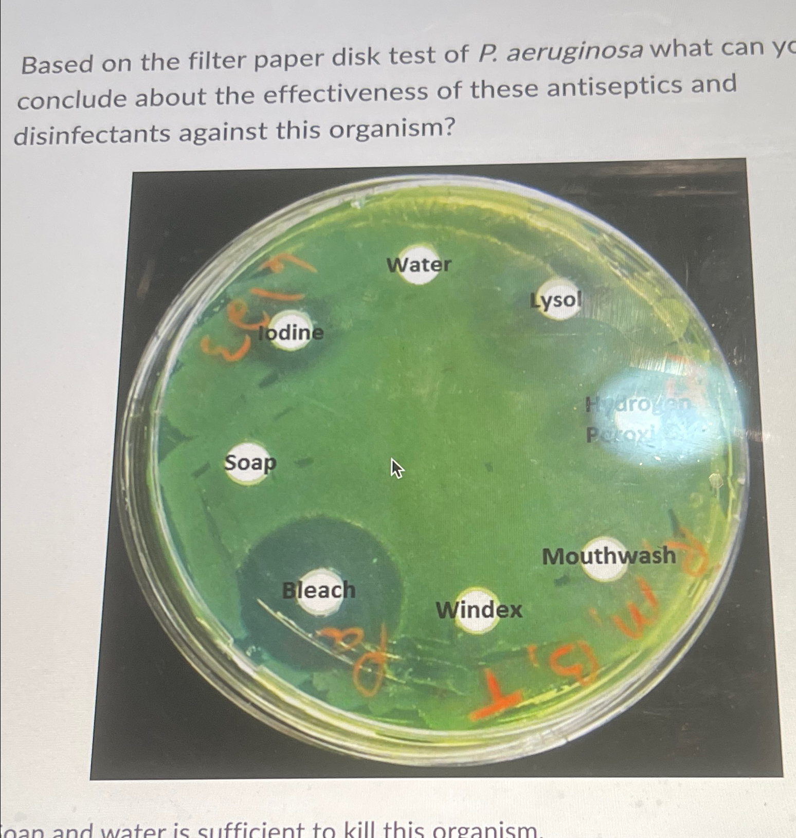Solved Based on the filter paper disk test of P. ﻿aeruginosa | Chegg.com