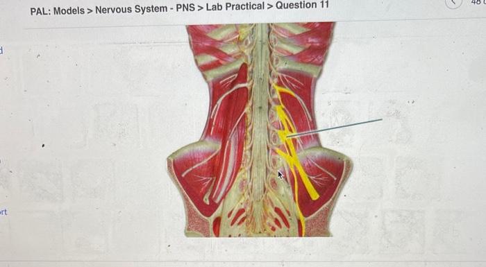 Solved PAL: Models > Nervous System - PNS > Lab Practical > | Chegg.com