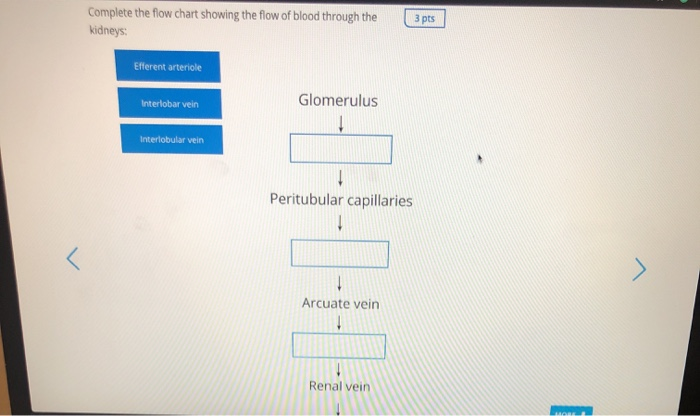 Solved Complete the flow chart showing the flow of blood | Chegg.com