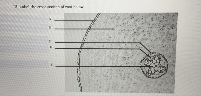 Solved 11. Label the diagram of the root tip below with the | Chegg.com