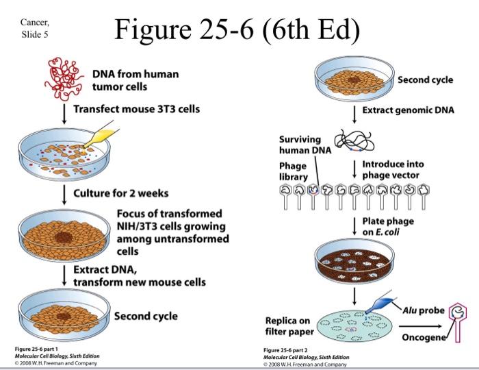 Solved FIGURE 25-6 (Lodish 6th Edition) Transformation of | Chegg.com