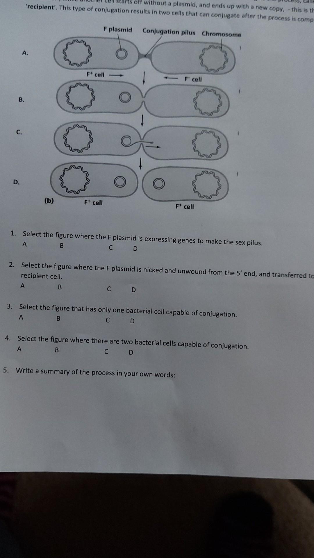Solved 'recipient'. This type of conjugation results in two | Chegg.com