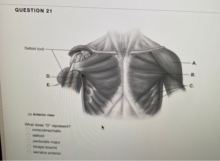 Solved QUESTION 21 Deltoid (cut) - (a) Anterior view What | Chegg.com