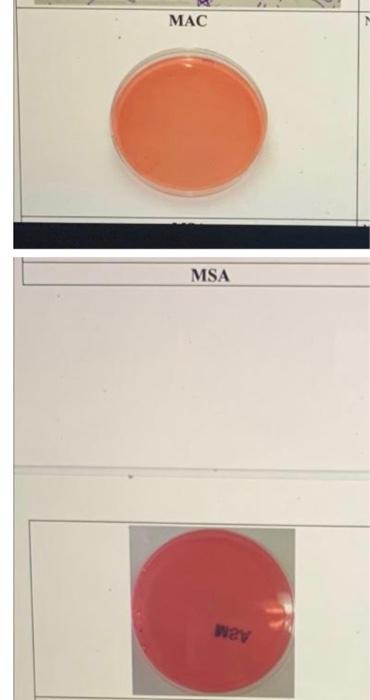 Solved MAC MSA way | Chegg.com