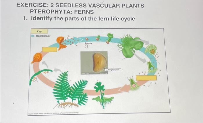 Solved EXERCISE: 2 SEEDLESS VASCULAR PLANTS PTEROPHYTA: | Chegg.com