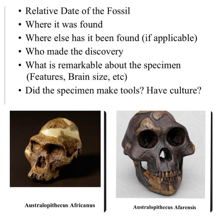 Australopithecus Afarensis Tools