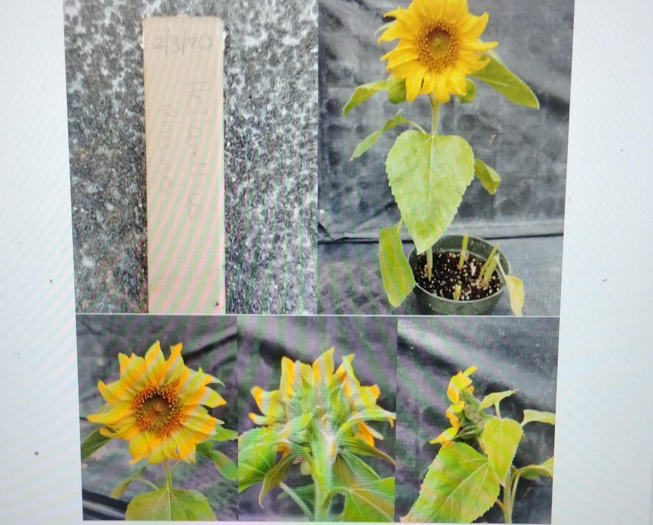 Solved Observe the sunflower plants below. - Count the | Chegg.com