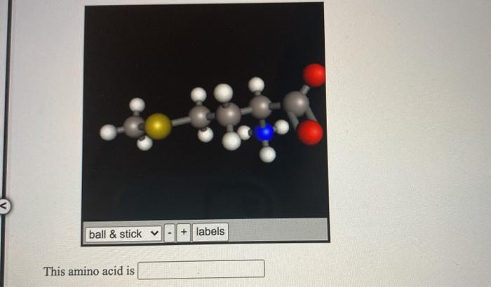 Solved ball & sticky labels This amino acid is | Chegg.com