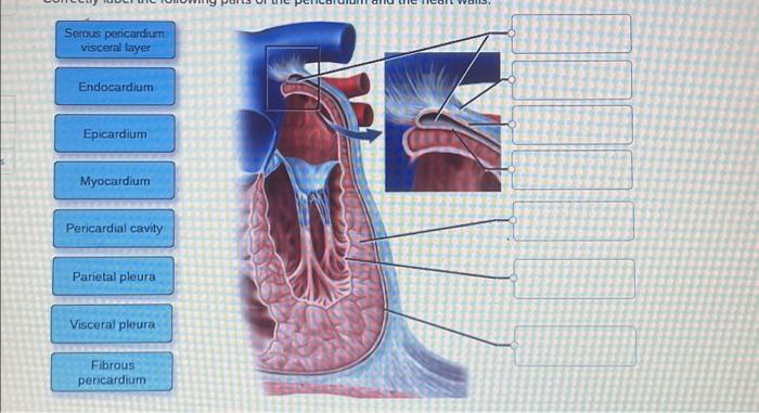 Solved S Serous pericardium: visceral layer Endocardium | Chegg.com