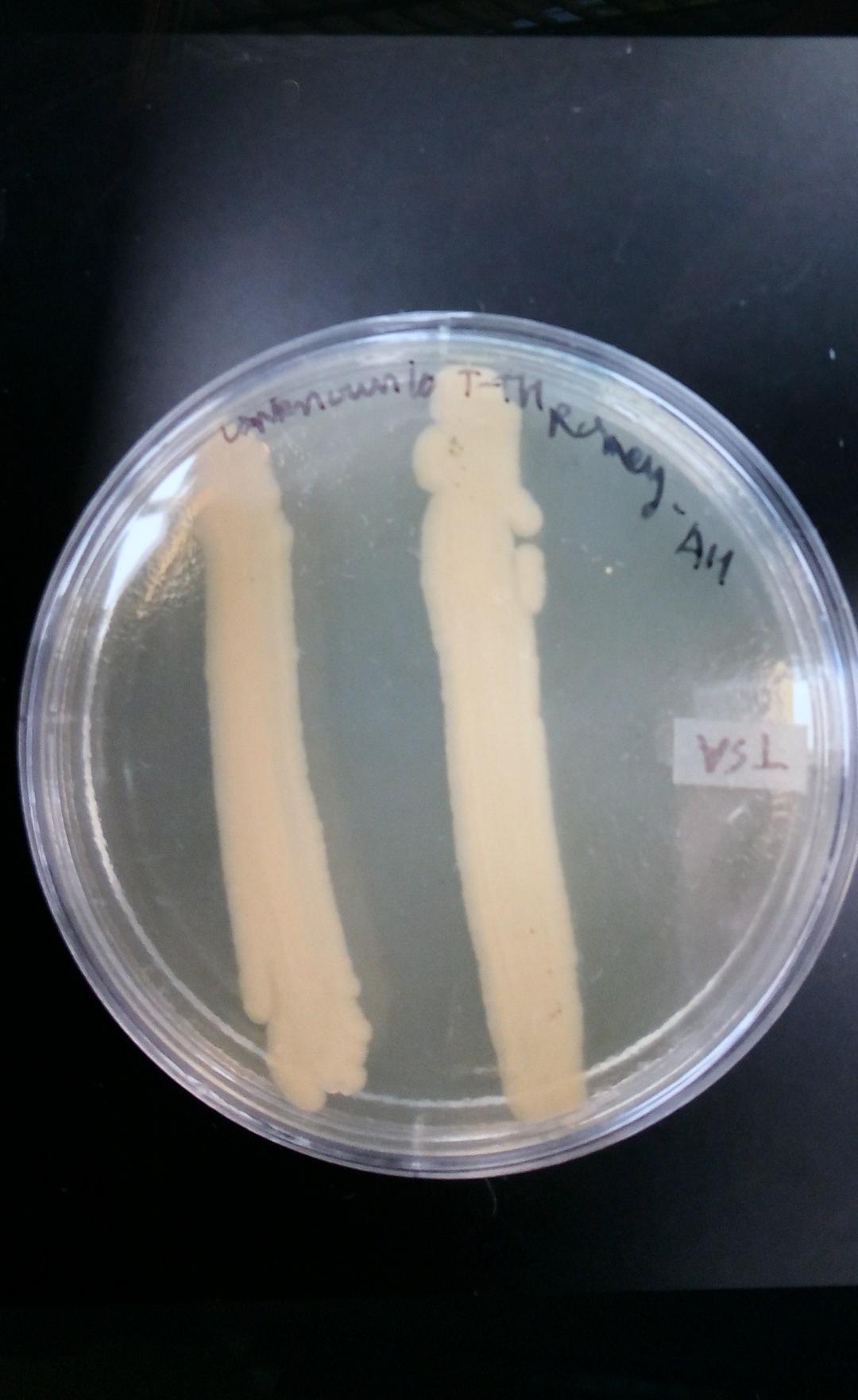 Solved this is an msa plate did this plate growh or no | Chegg.com