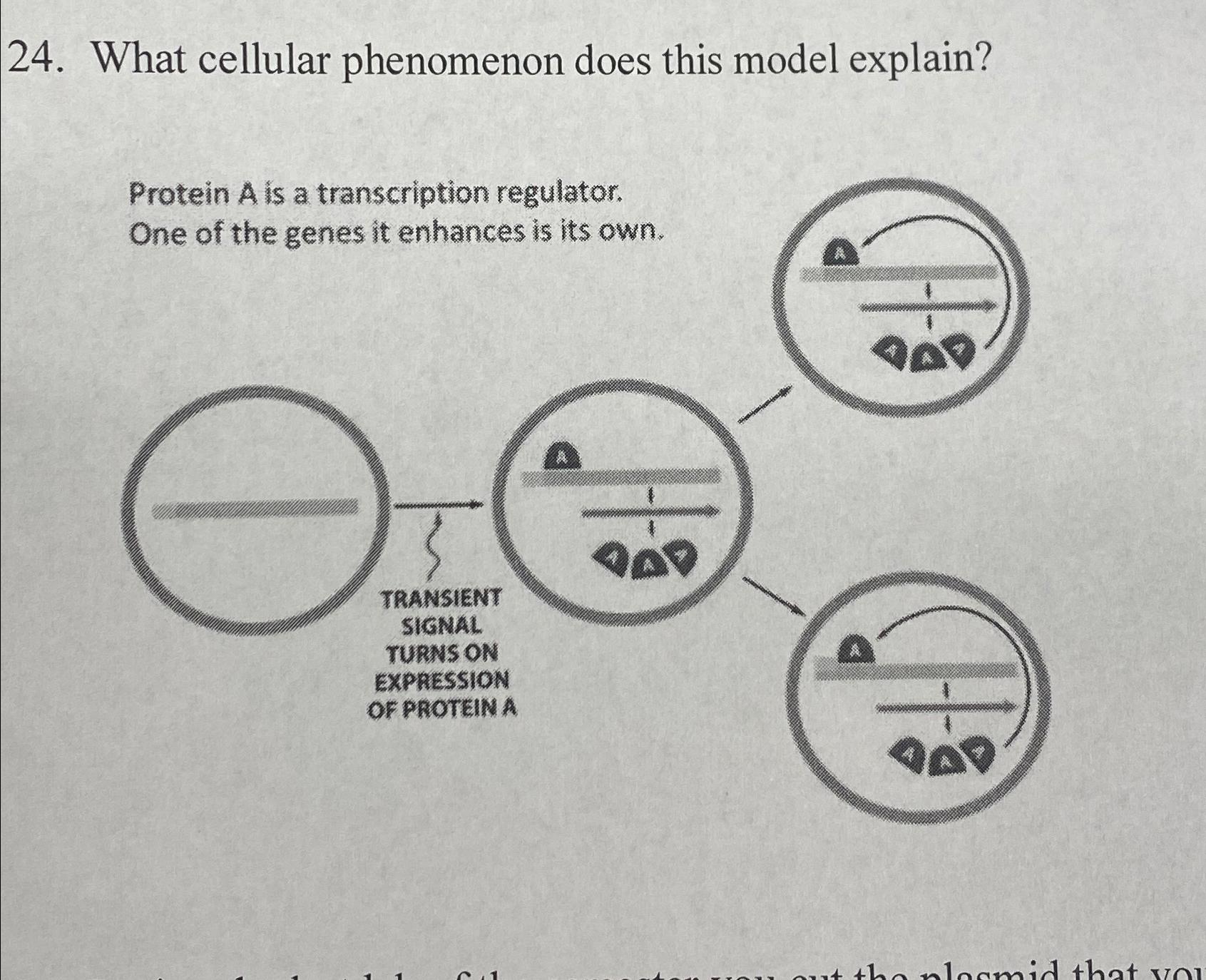 Solved What cellular phenomenon does this model | Chegg.com