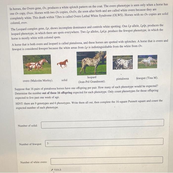 Solved In horses, the Overo gene, Ov, produces a white | Chegg.com