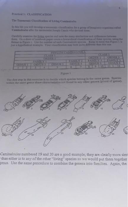 Finger 1 Caminalcules numbered 19 and 20 are a good | Chegg.com
