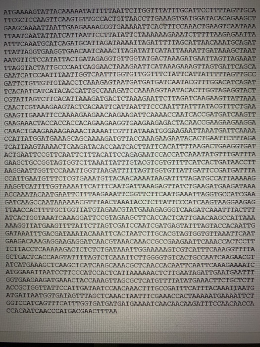 Solved what is the forward and reverse primer sequence for | Chegg.com