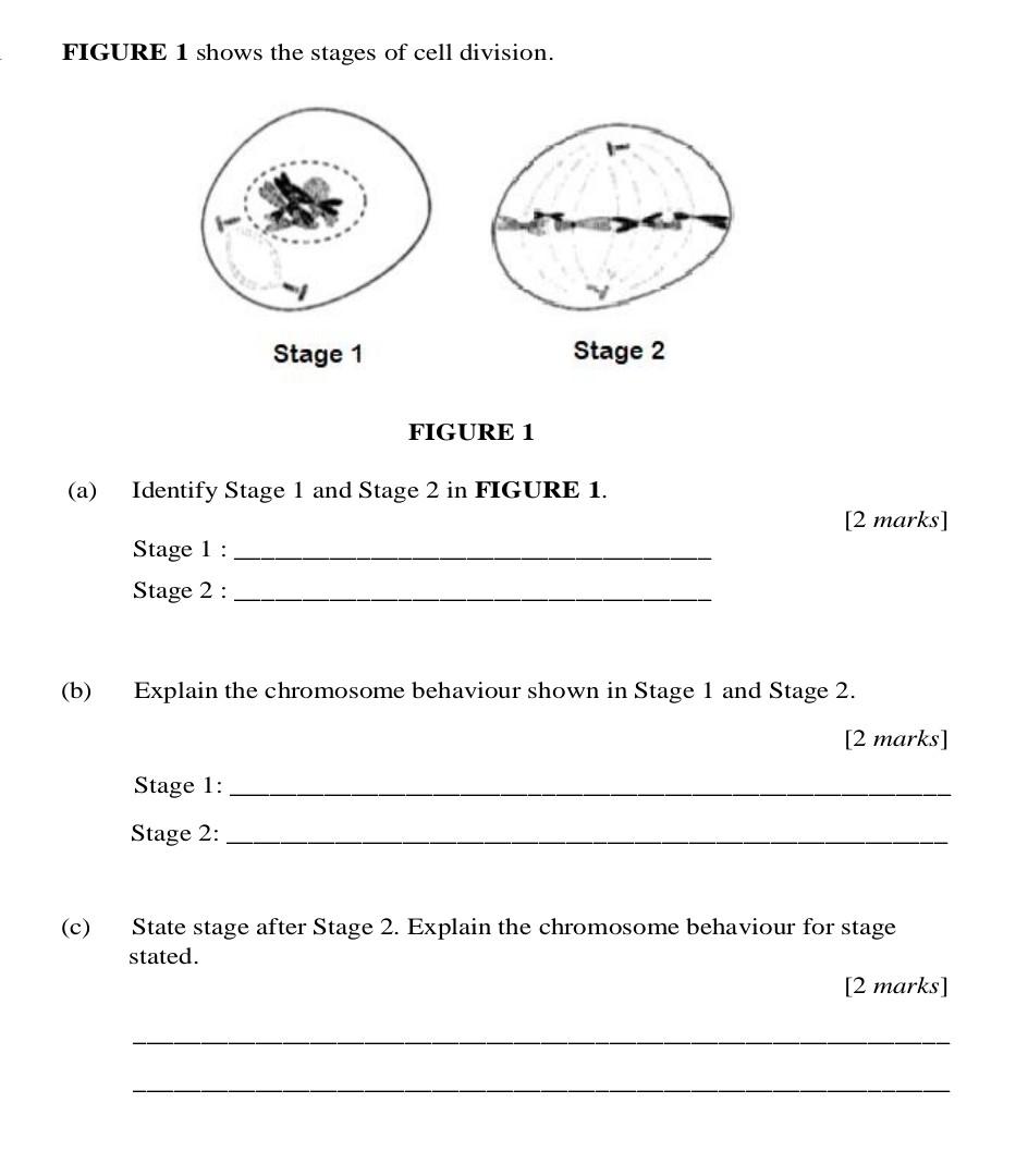 Solved FIGURE 1 shows the stages of cell division. FIGURE 1 | Chegg.com Solved FIGURE 1 shows the stages of cell division. FIGURE 1 | Chegg.com