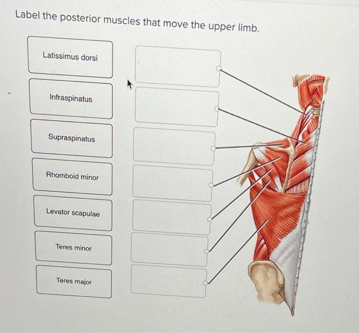 Posterior Upper Limb Muscles