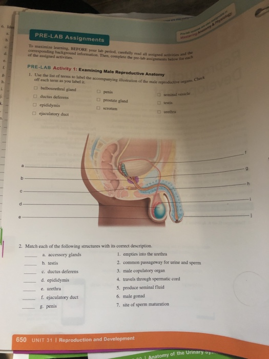 Solved PRE-LAB Assignments To maximine learning. BEFORE your | Chegg.com