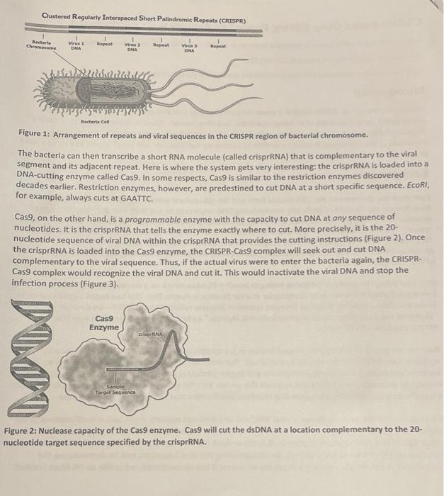 Solved CRISPR-Based Gene Editing Paper Lab Activity with | Chegg.com