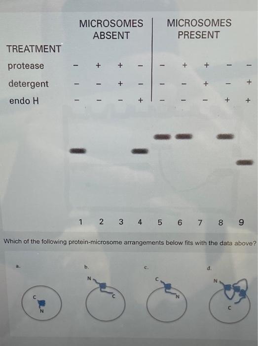 Solved MICROSOMES ABSENT MICROSOMES PRESENT TREATMENT 1 + 1 | Chegg.com