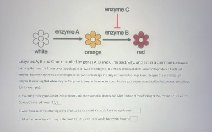 Solved Enzymes A, B, and C are coded by genes A, B, and C, | Chegg.com