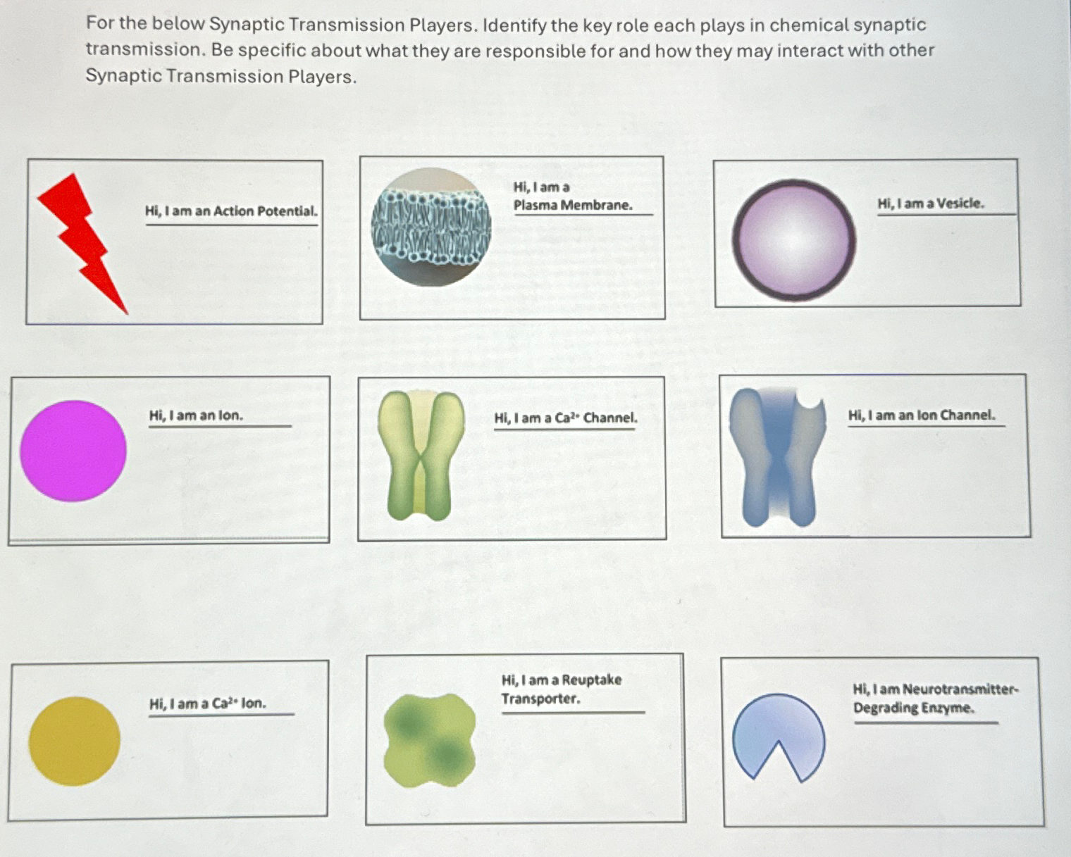 Solved For the below Synaptic Transmission Players. Identify | Chegg.com