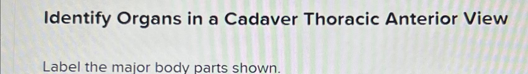 Solved Identify Organs in a Cadaver Thoracic Anterior | Chegg.com