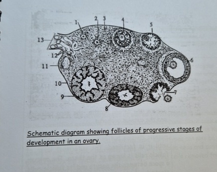Solved Schematic diagram showing follicles of progressive | Chegg.com