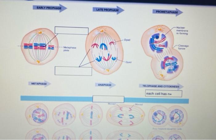 Solved Activity #11 - Meiosis Worksheet W TARLY PROPHASE | Chegg.com